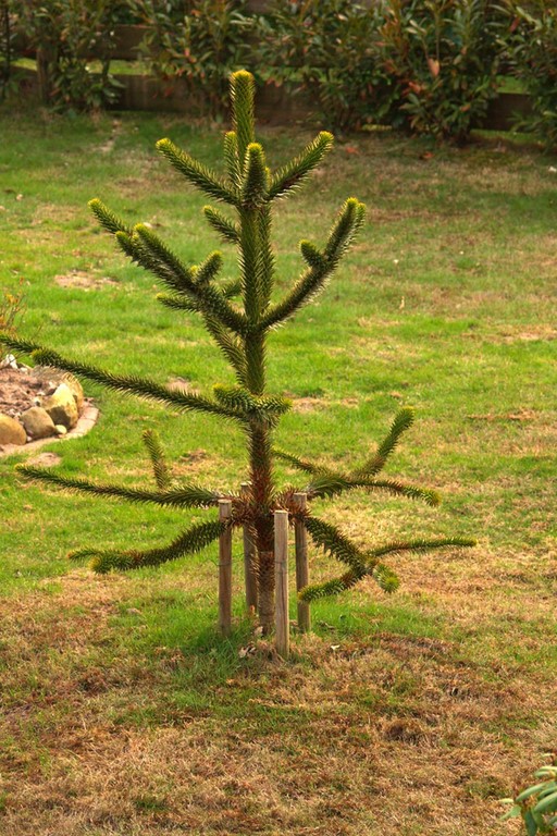 Einen Affenbaum, eine Araukarie pflanzen - Lust-Sparen.de