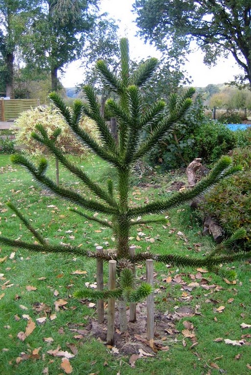Einen Affenbaum, eine Araukarie pflanzen - Lust-Sparen.de