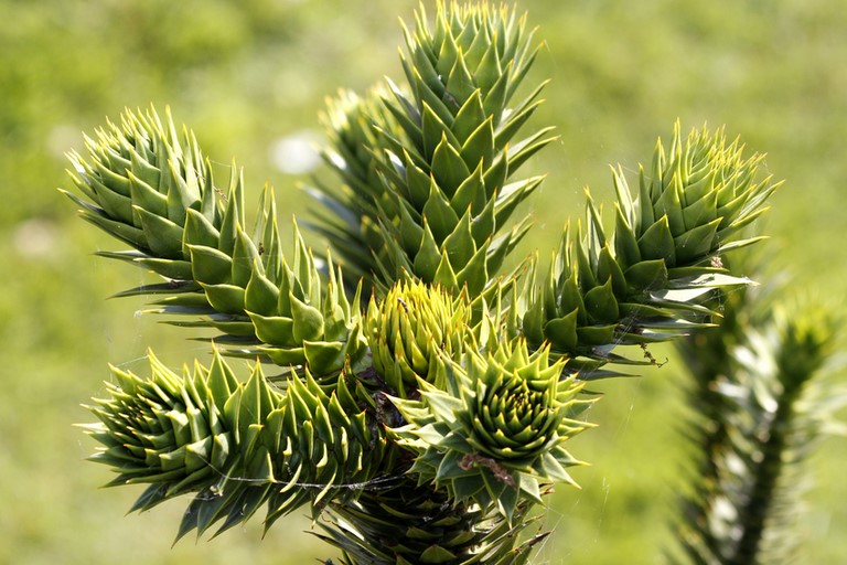 Einen Affenbaum, eine Araukarie pflanzen - Lust-Sparen.de