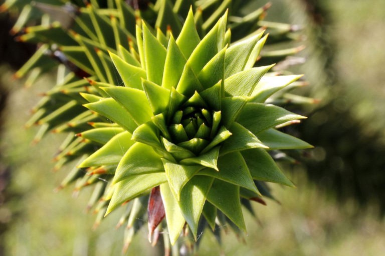 Einen Affenbaum, eine Araukarie pflanzen - Lust-Sparen.de